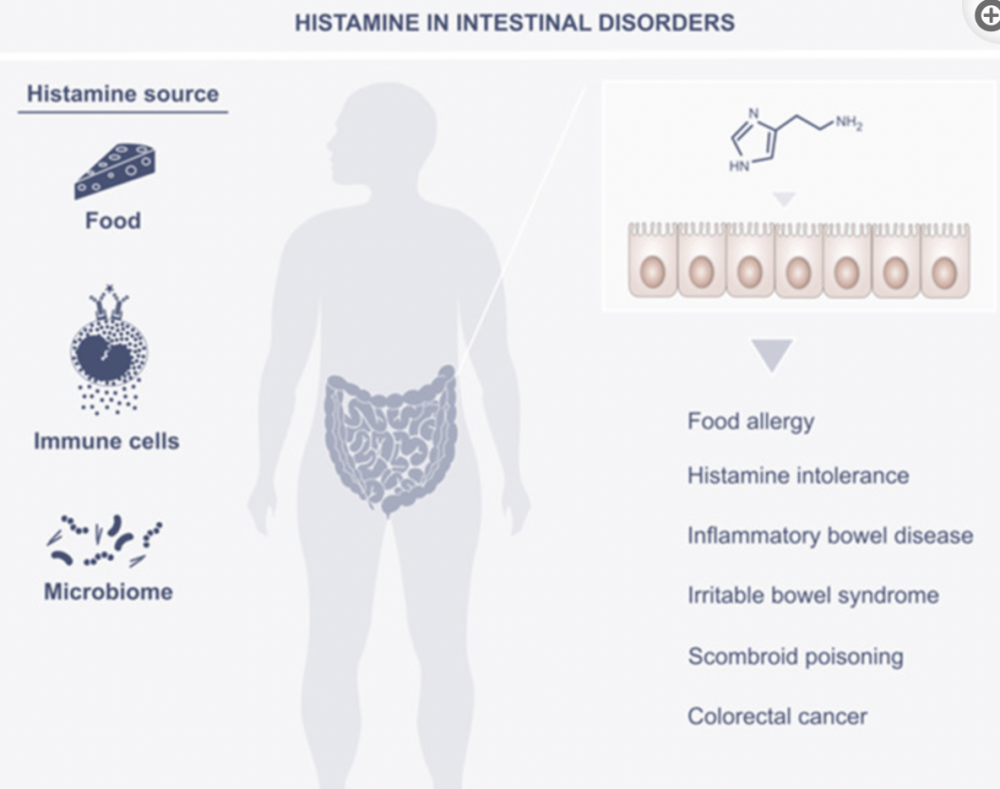 Papel de la Histamina en los Trastornos Intestinales: Un Enfoque para ...